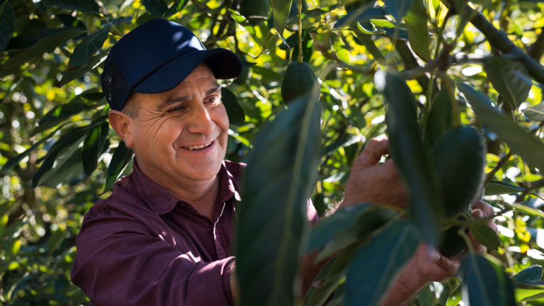 Chilean Avocado Importers Association - Caia